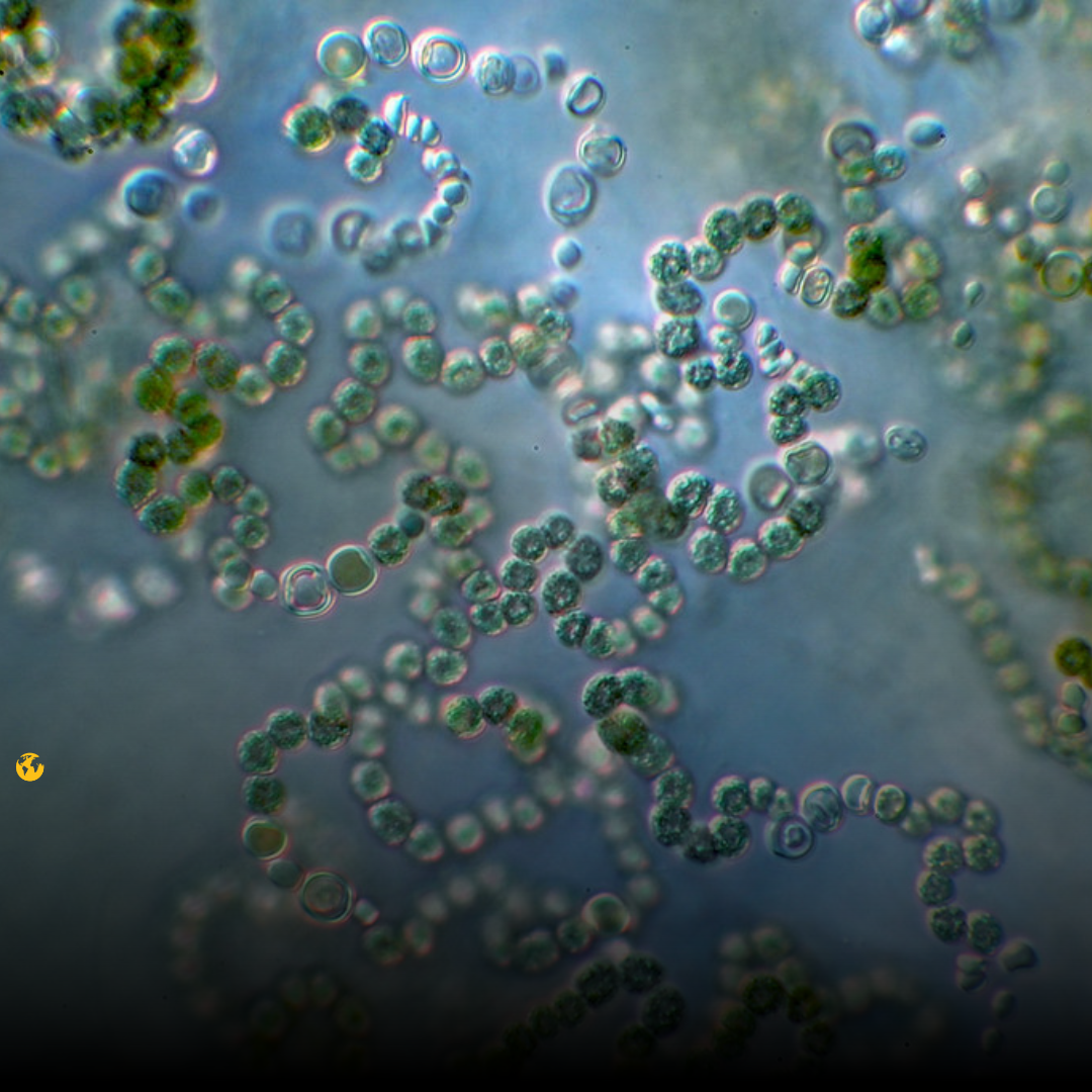 Descubren que virus gigantes afectan a algas responsables de la mitad ...