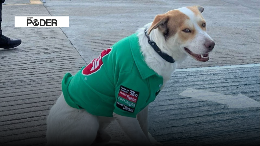 Mailo, el perrito que conquistó una gasolinera